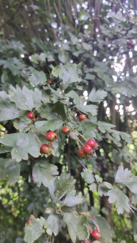midland hawthorn from Hannuit on August 14, 2023 at 07:53 PM by dmonika ...