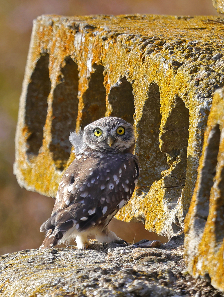 Little Owl from Berezans'kyi district, Mykolaiv Oblast, Ukraine on ...