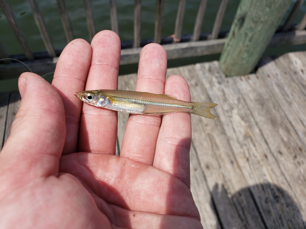 Atlantic Silverside from Northumberland County, VA, USA on August 14 ...
