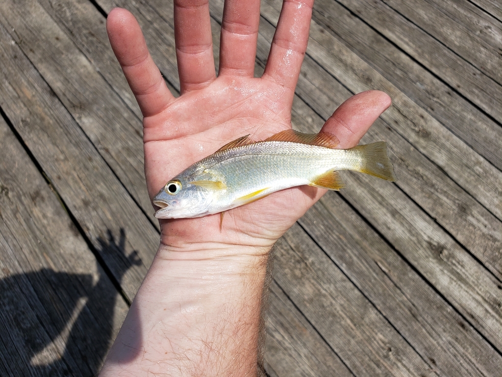 Silver Perch from Northumberland County, VA, USA on August 14, 2023 at ...