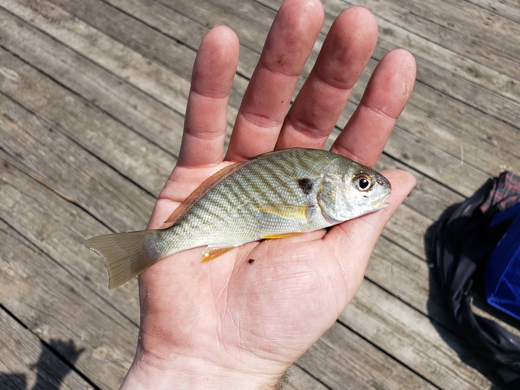 Spot Croaker from Northumberland County, VA, USA on August 14, 2023 at ...