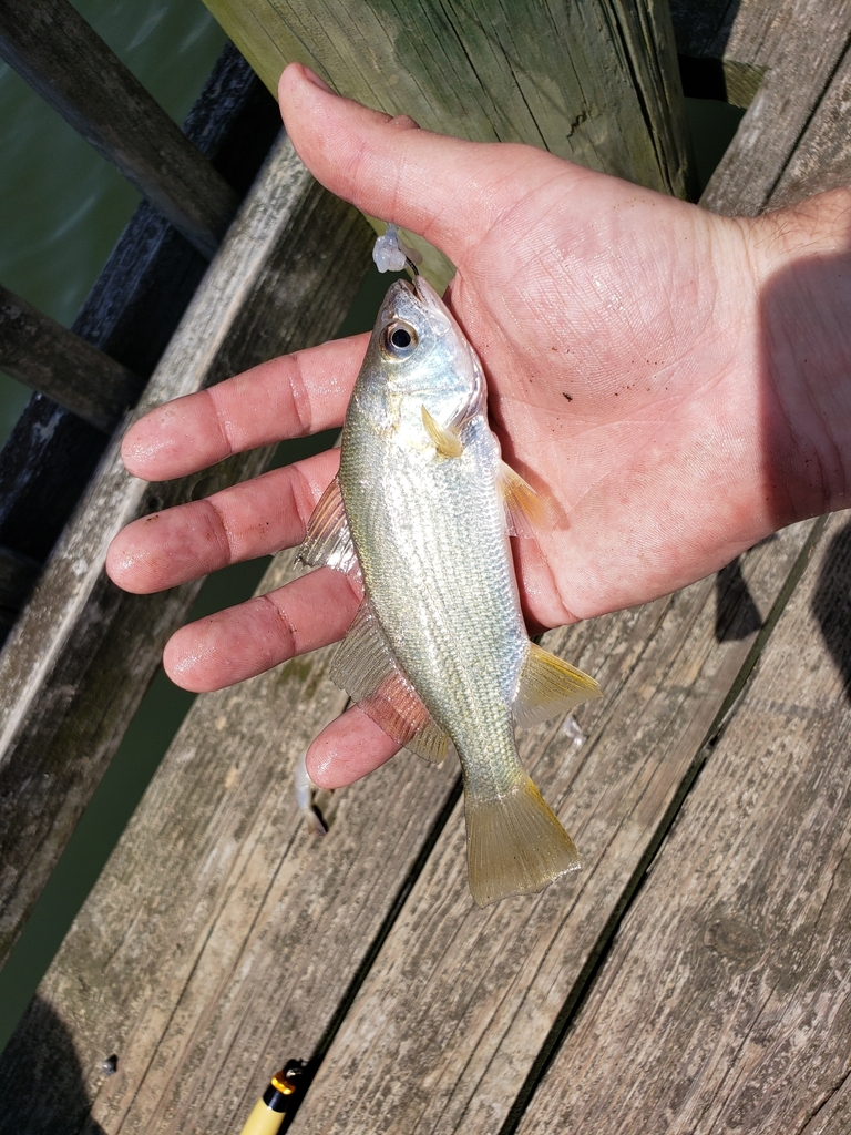 Silver Perch from Northumberland County, VA, USA on August 14, 2023 at ...