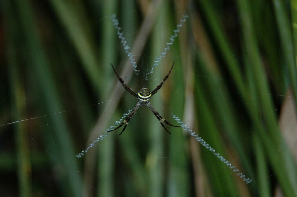 Saint Andrew's Cross Spider from Sídney Nueva Gales del Sur, Australia ...