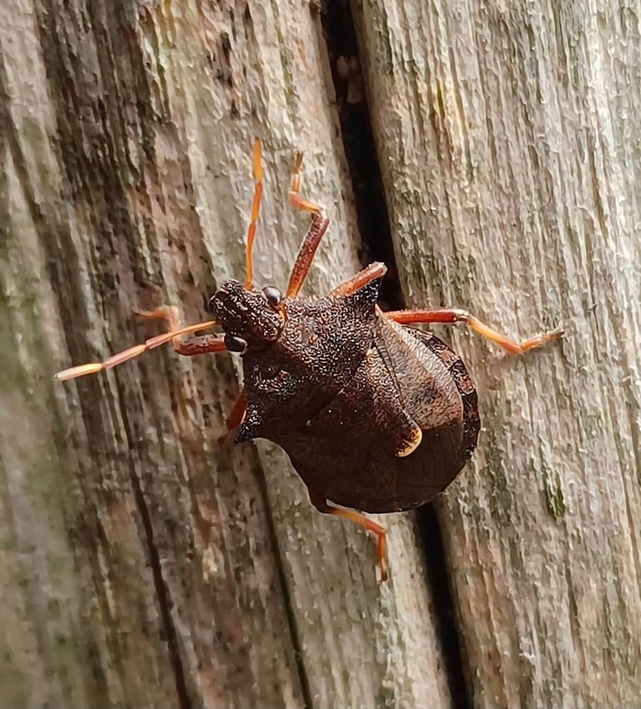 Spiny Shield Bug from 8200 Brugge, België on August 14, 2023 at 03:10 ...