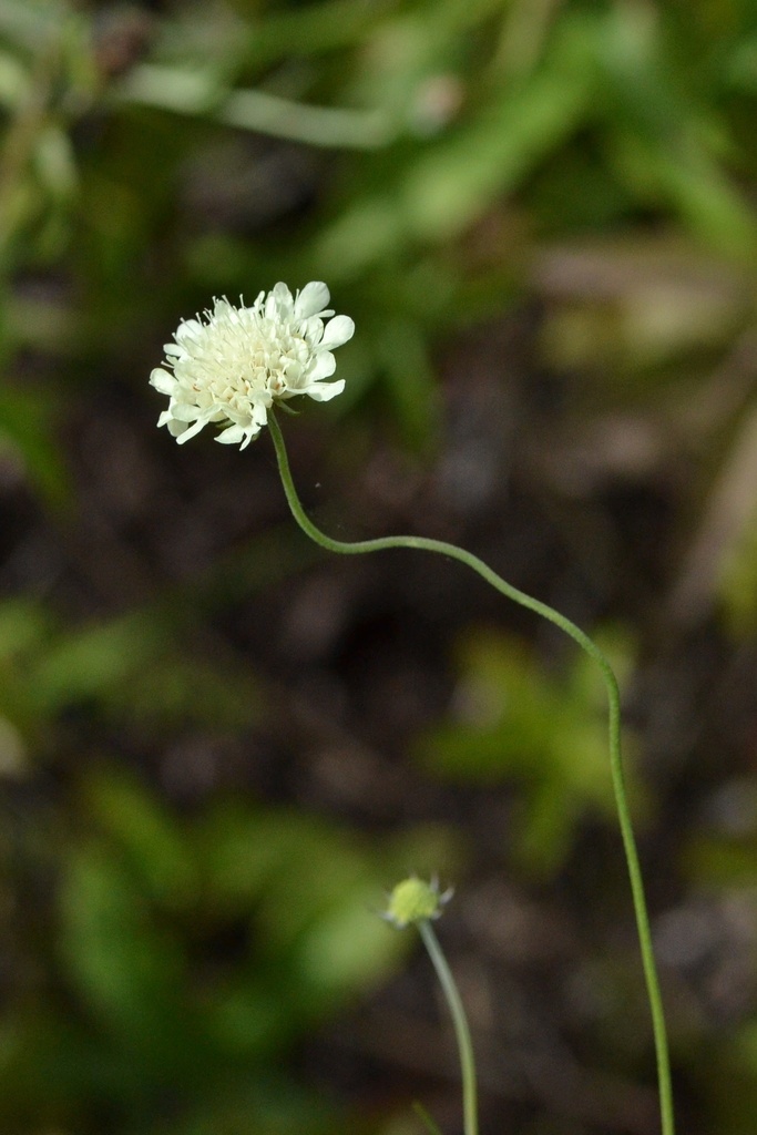 Cream Scabious from 293 01 Nepřevázka, Česko on August 12, 2023 at 03: ...