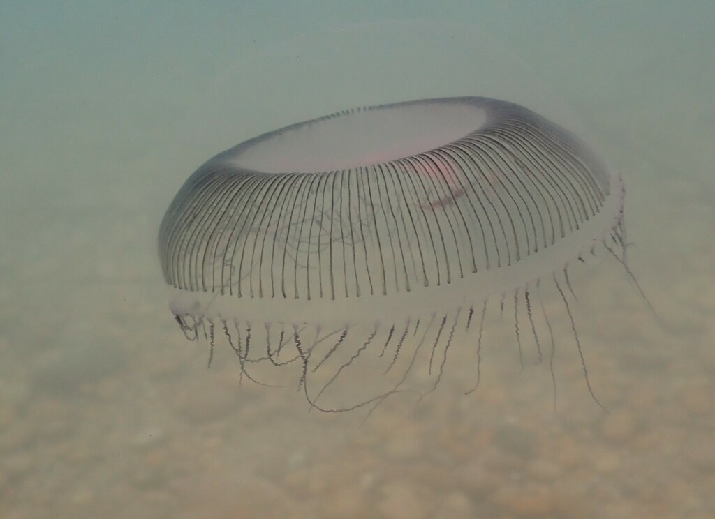 Crystal Jellies from Ecrehous, Jersey on August 12, 2023 at 05:59 PM by ...