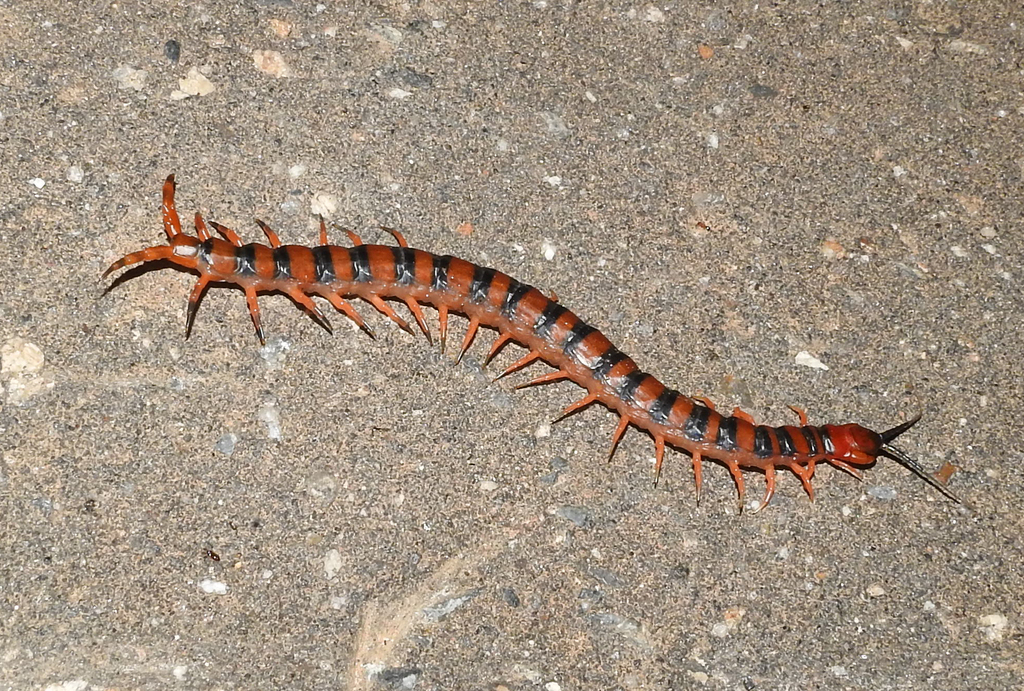 Red-headed Centipede from Purulia, West Bengal, India on August 30 ...