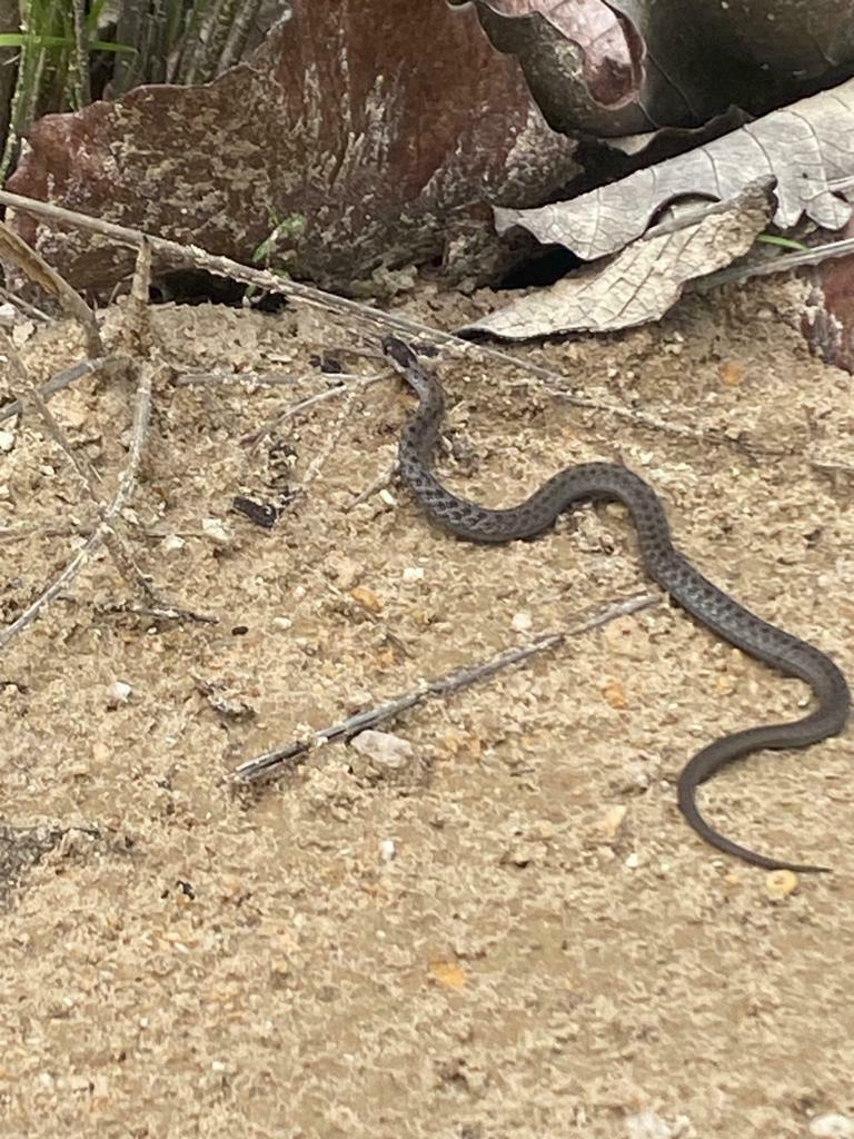 Mexican Brown Snake from Tala, Jal., México on August 10, 2023 at 12:48 ...