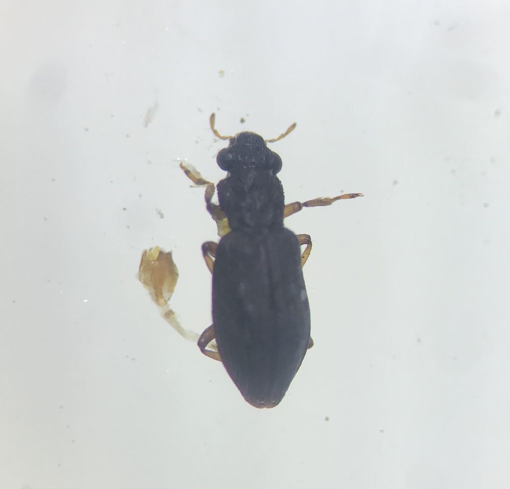 Hydrochus from Claiborne Parish, LA, USA on June 22, 2023 at 01:41 PM ...