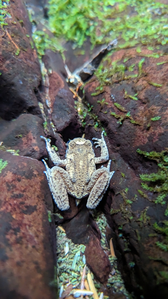 Coastal Tailed Frog in August 2023 by earthdaughter111 · iNaturalist