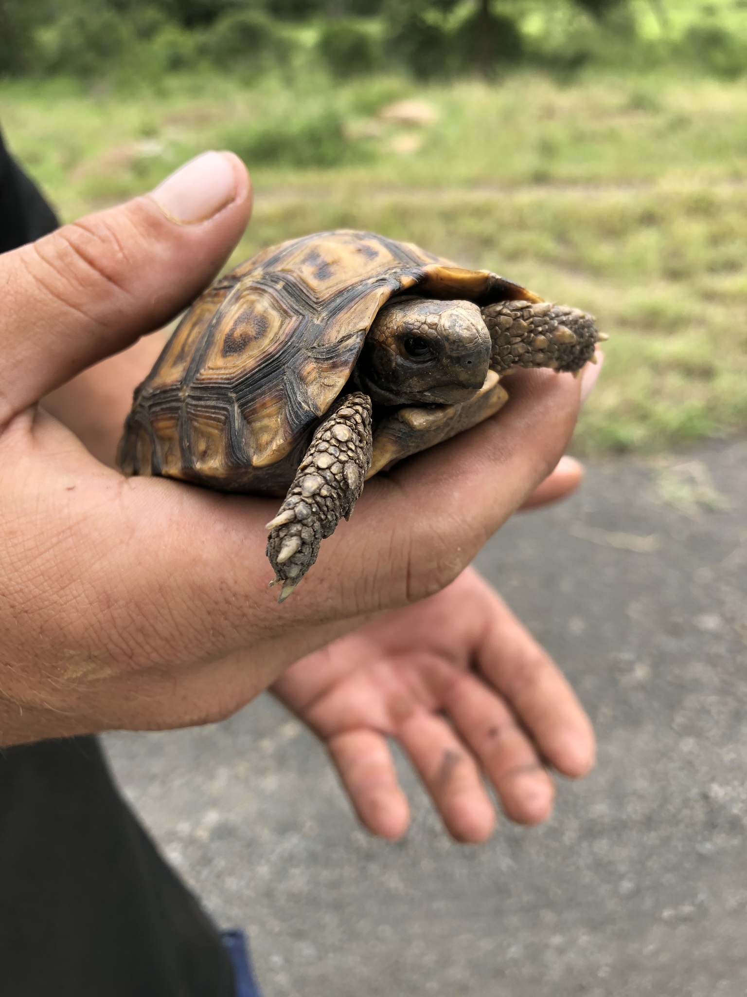 Kinixys natalensis Hewitt, 1935