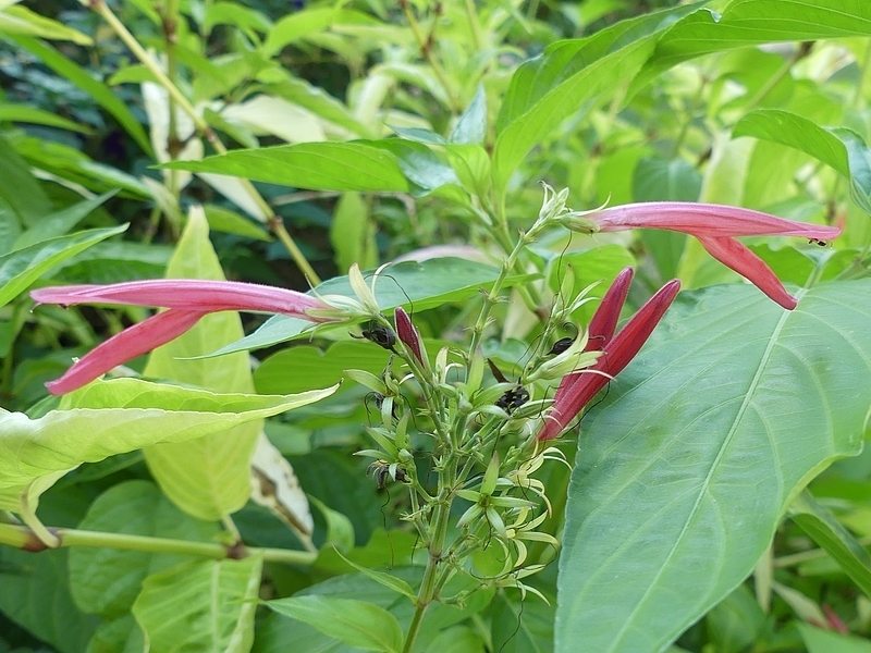 (Dianthera secunda) - Botanical Realm