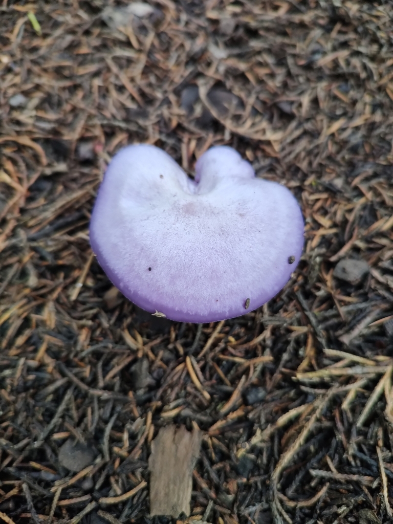 Blewit from 48544 Jal., México on August 12, 2023 at 01:40 PM by Omar ...