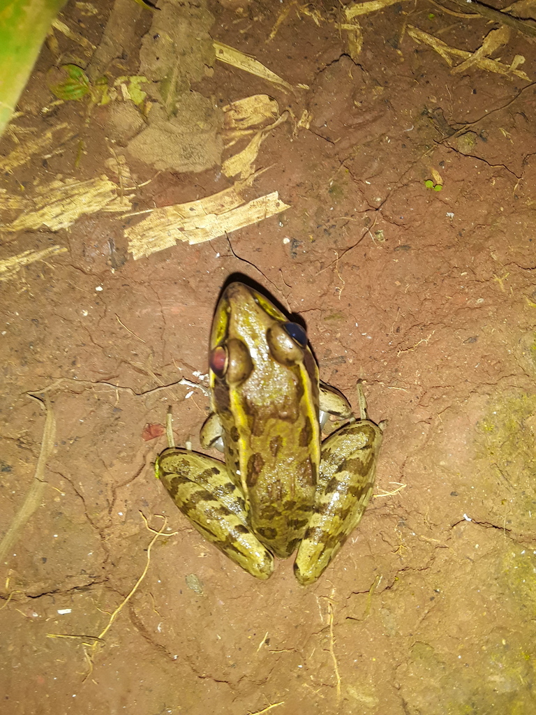 Browns' Leopard Frog from Jinotega, Nicaragua on August 5, 2023 at 06: ...