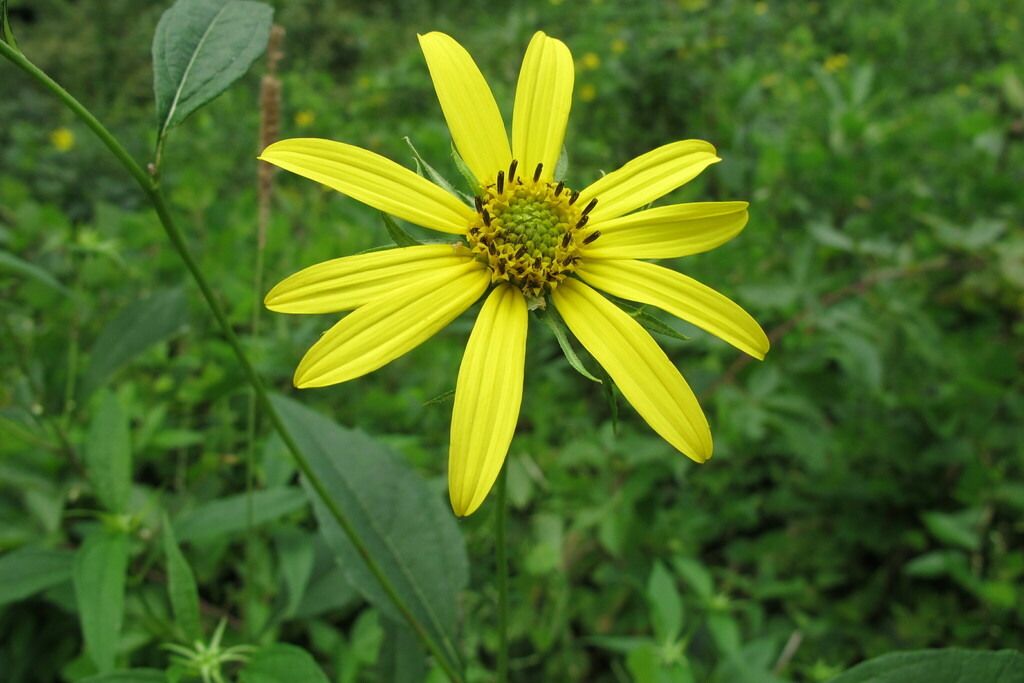 pale sunflower (Helianthus of Minnesota and Iowa) · iNaturalist