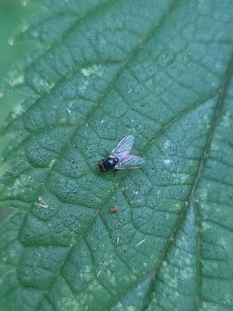 Acalyptrate Flies from Wahlstedt on August 14, 2023 at 08:16 PM by S ...