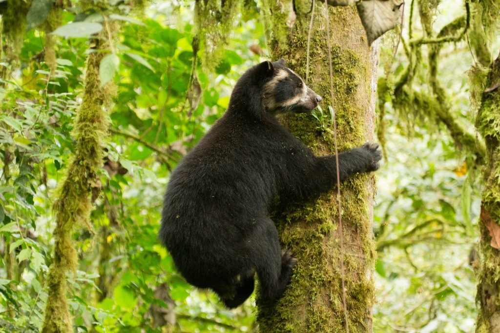 Bears (Ursidae) - Know Your Mammals