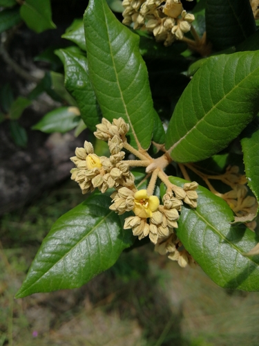 Pambati Trees (Genus Anastrabe) · iNaturalist