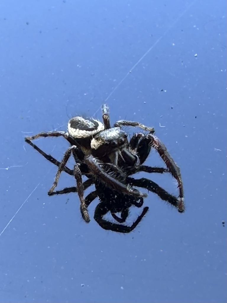 Bronze Jumping Spider from Schafer Meadows Ln N, Montesano, WA, US on ...