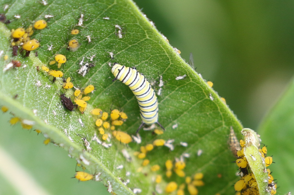 Monarch from Ipswich, MA, USA on August 14, 2023 at 01:25 PM by Mark ...