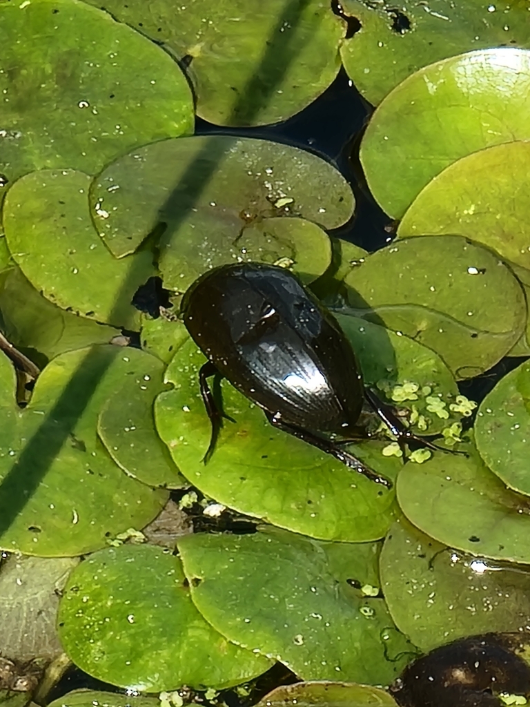 Great Silver Water Beetle from Strumpshaw, Norwich NR13 4HS, UK on ...