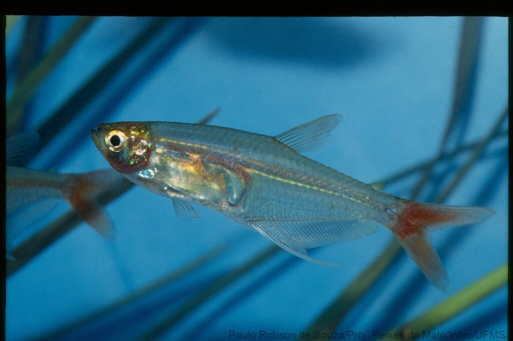 Characids (Characidae) - Marine Life Identification