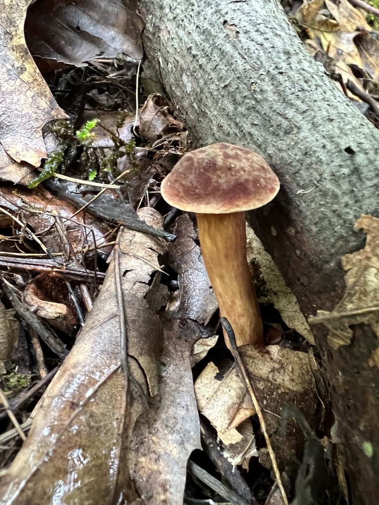 Xerocomus from Albert Johnson Rd, Nashville, IN, US on August 14, 2023 ...