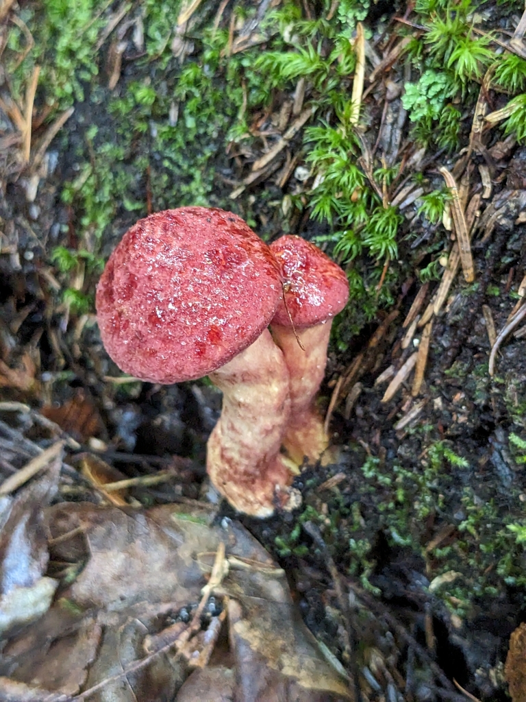 Painted Suillus from Moncton, NB E1H 2G7, Canada on August 14, 2023 at ...
