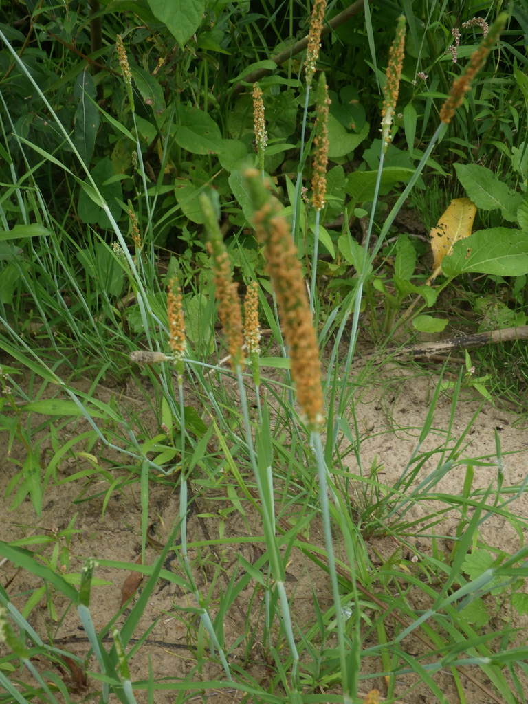 short-awn foxtail from Новгородский р-н, Новгородская обл., Россия on ...