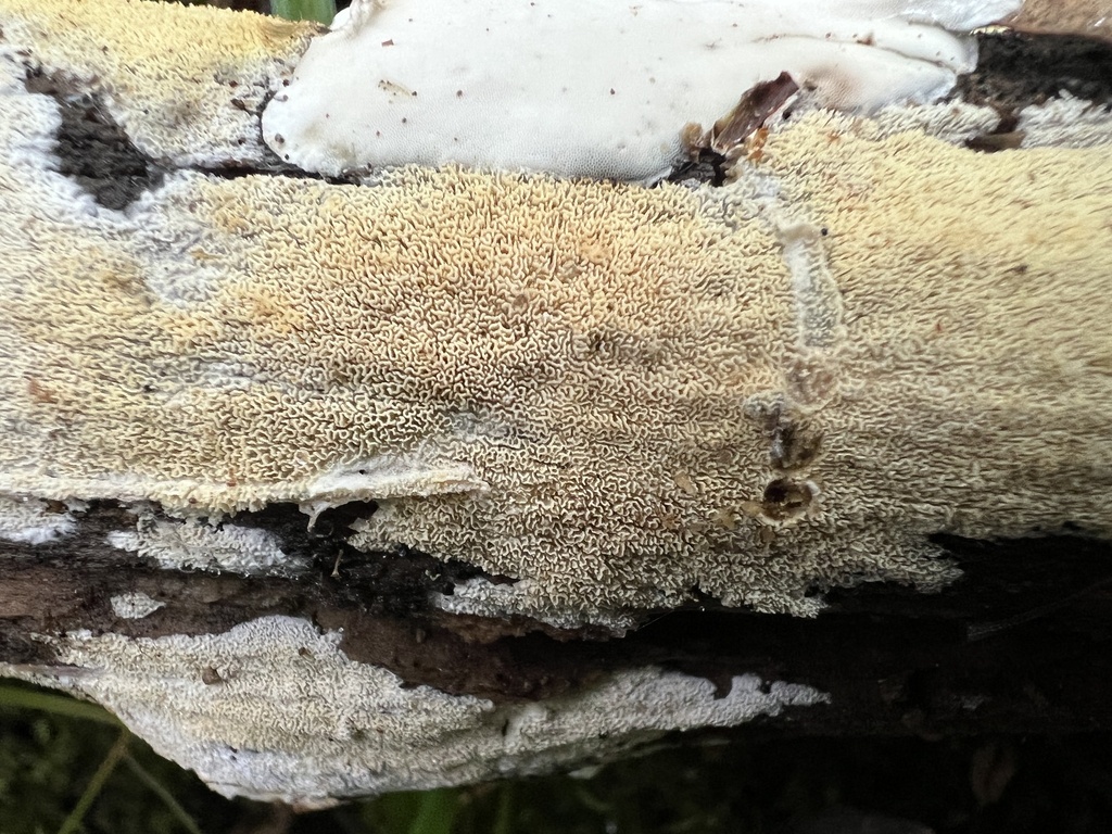Milk-white Toothed Polypore from Albert Johnson Rd, Nashville, IN, US ...