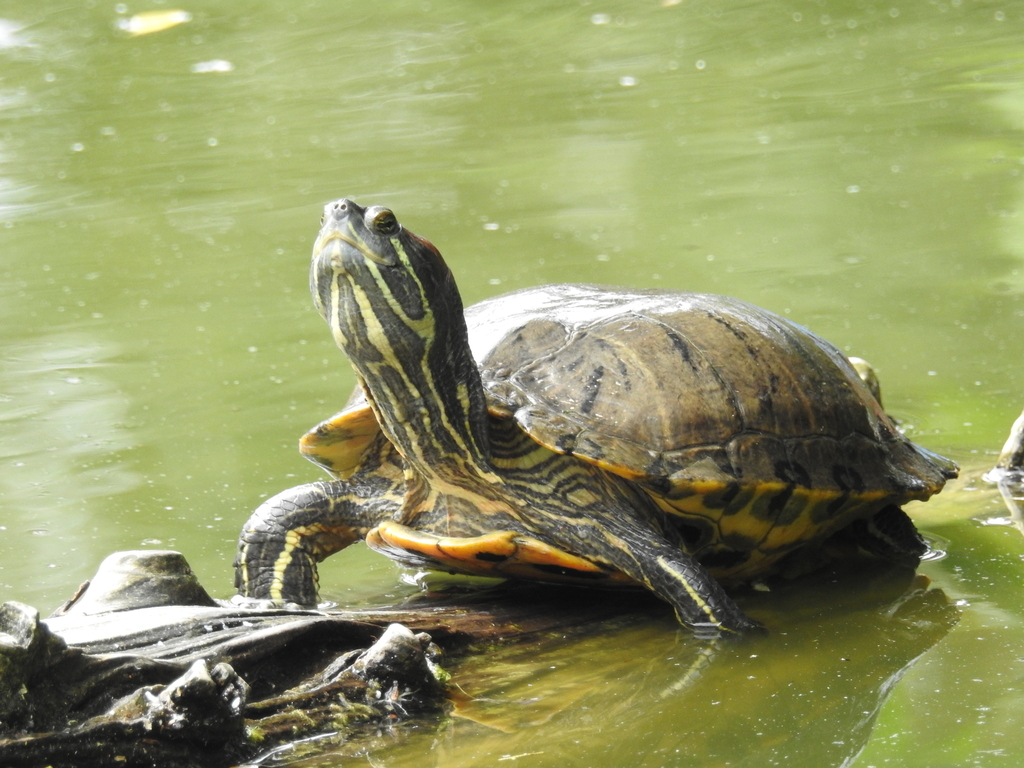 Pond Slider from San Francisco, CA, USA on August 14, 2023 at 11:52 AM ...
