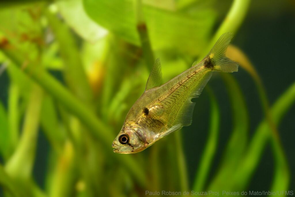 Characids (Characidae) - Marine Life Identification