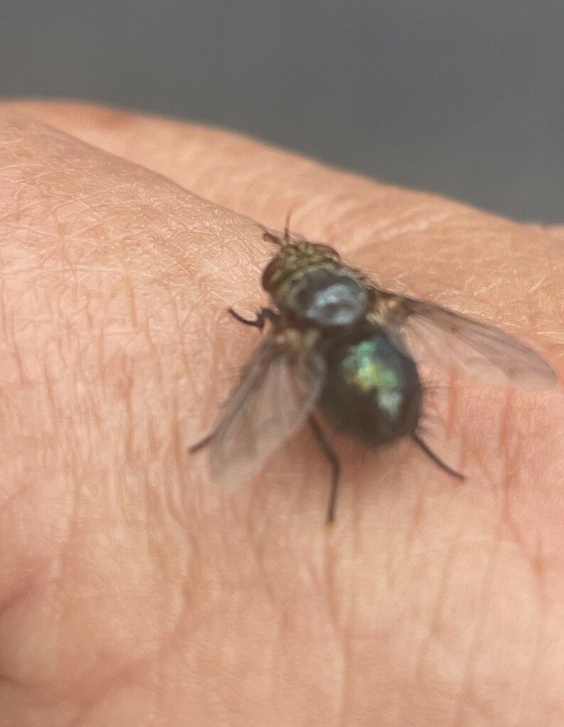Bot Flies, Blow Flies, and Allies from Johnson County, KS, USA on ...