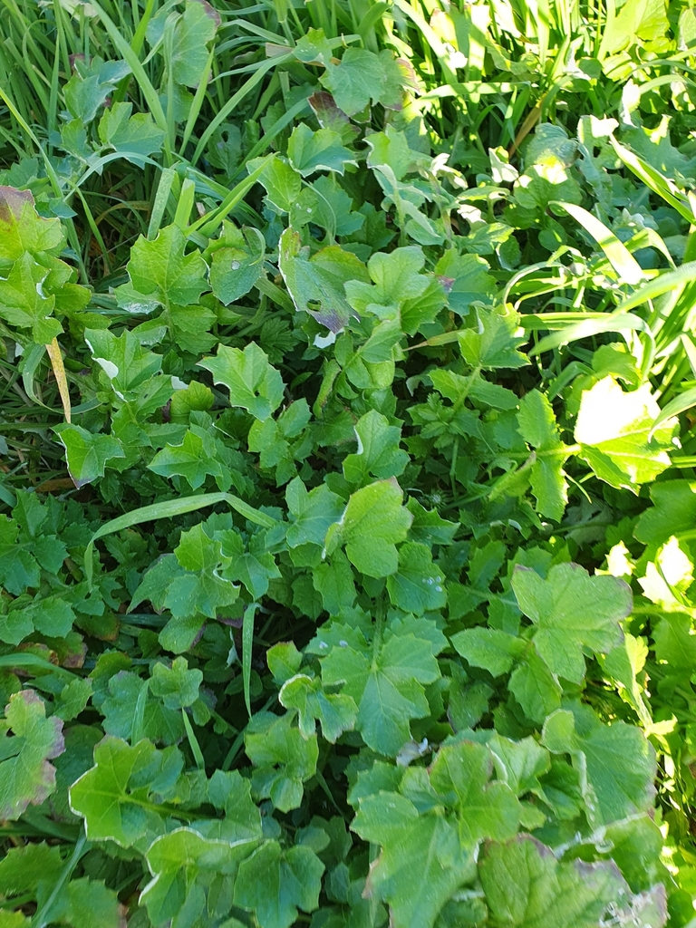 Capeweed from Hobart Street at Kedah Street, Miramar, Wellington 6022 ...