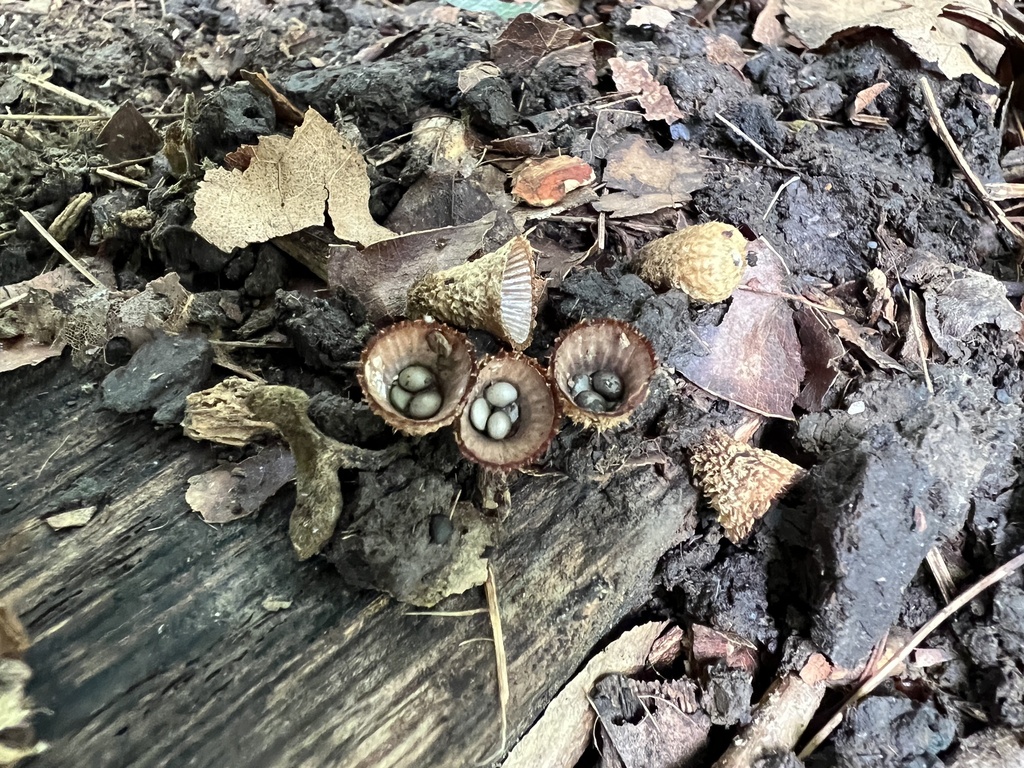 Cyathus from Albert Johnson Rd, Nashville, IN, US on August 14, 2023 at ...