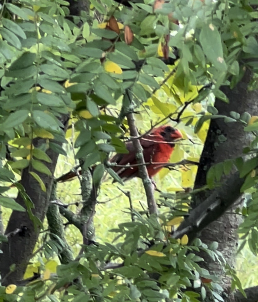 Northern Cardinal from Prairie Oaks Metro Park, Hilliard, OH, US on ...