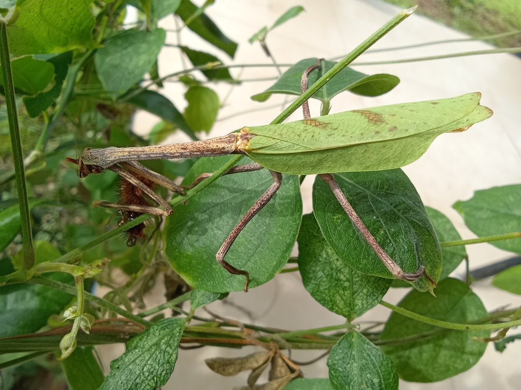 Pseudovates from Colegio Secundario Las Lajas on August 14, 2023 at 09: ...
