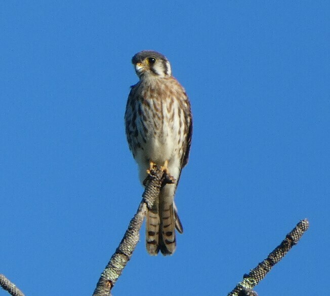 Southeastern American Kestrel from Florida, Hernando, Perry Oldenberg ...