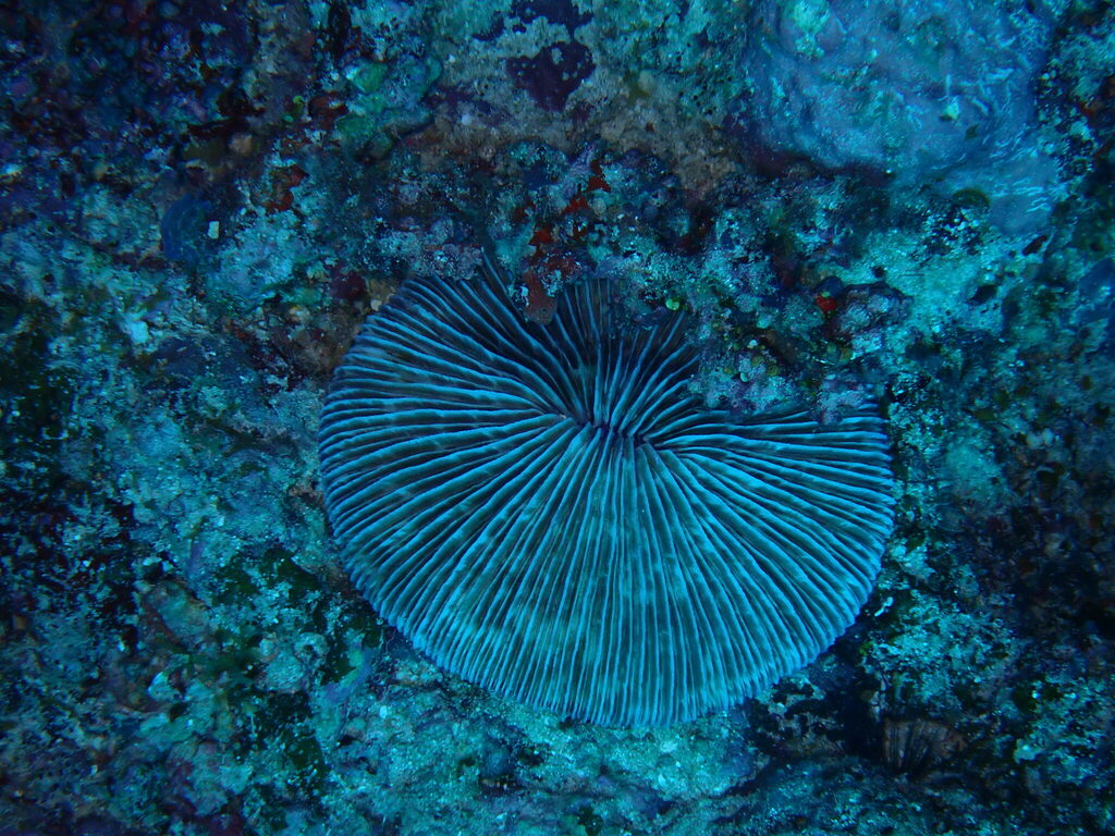 Plate Corals from Cakaudrove, FJ-NO, FJ on August 7, 2023 at 10:20 PM ...