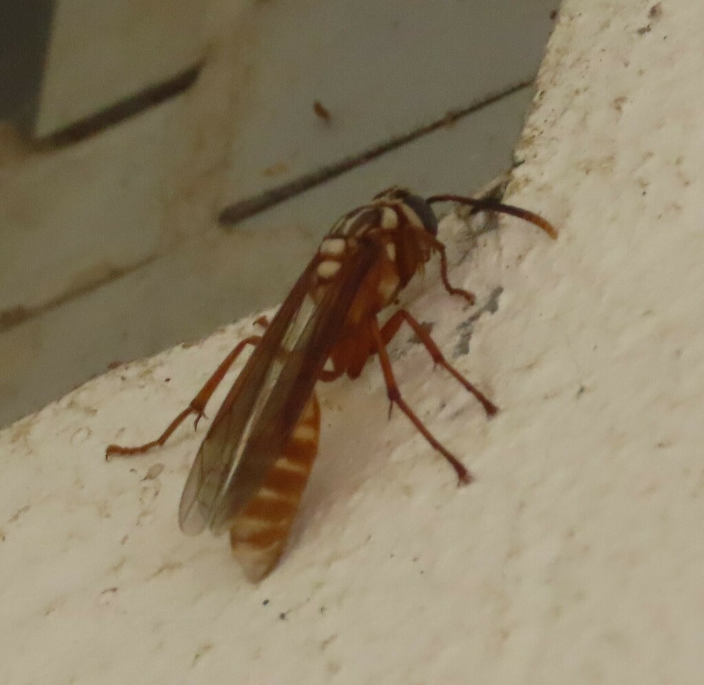 Nocturnal Paper Wasps from Las Lajas, Panamá on August 14, 2023 at 09: ...