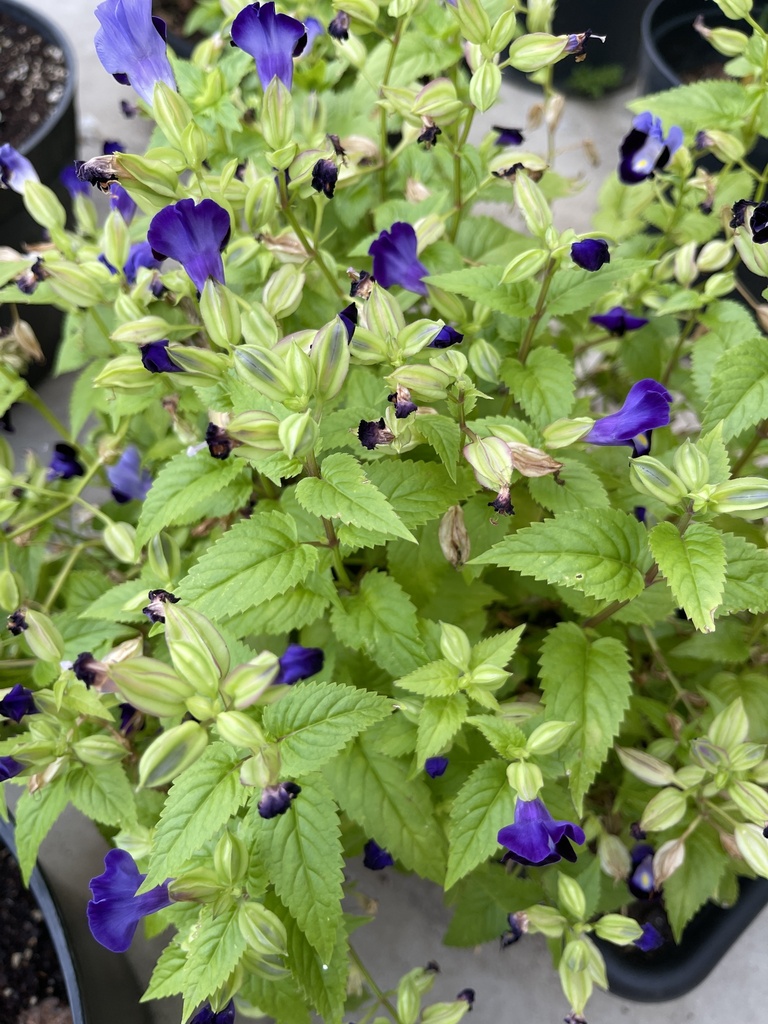 wishbone flower from 臺灣島, 斗六市, YUN, TW on August 15, 2023 at 06:18 AM ...