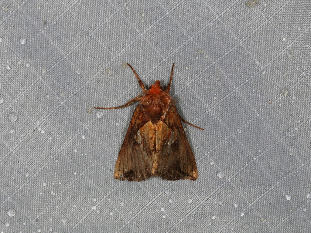 Plusia from Rue de la Baie-Bleue, Pabos on August 1, 2017 at 11:15 PM ...