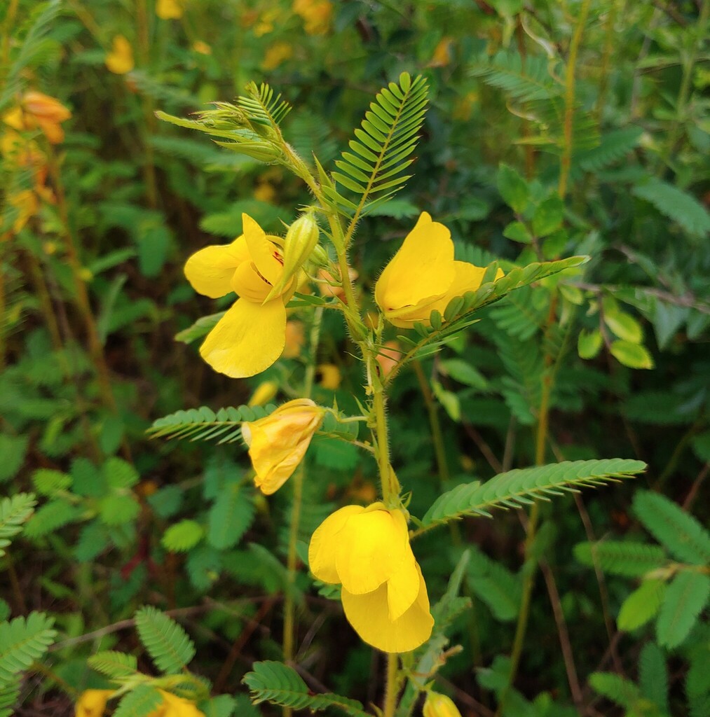 partridge pea from Lilburn, GA 30047, USA on August 10, 2023 at 07:12 ...