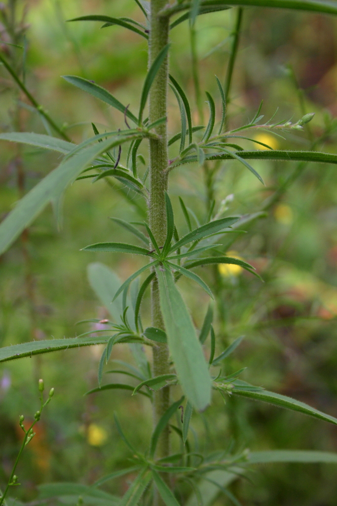 Slender Scratch Daisy (Croptilon divaricatum) - Botanical Realm