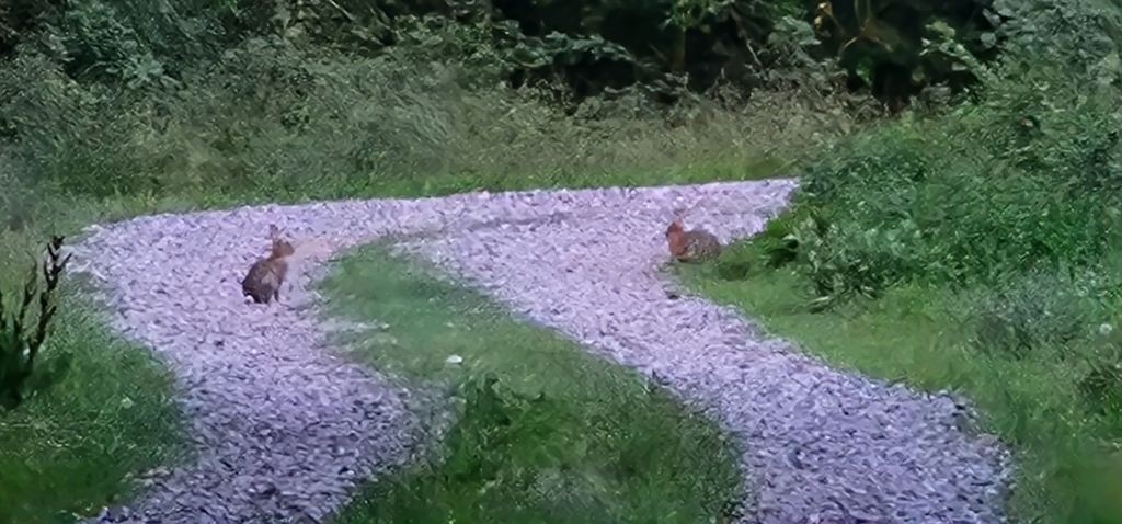 European Rabbit in August 2023 by Sven Eisenbiegler · iNaturalist