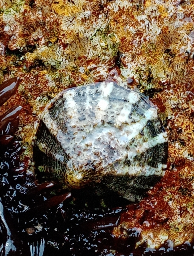 Scurria from Hualpén, Bío Bío, Chile on August 14, 2023 at 01:33 PM by ...