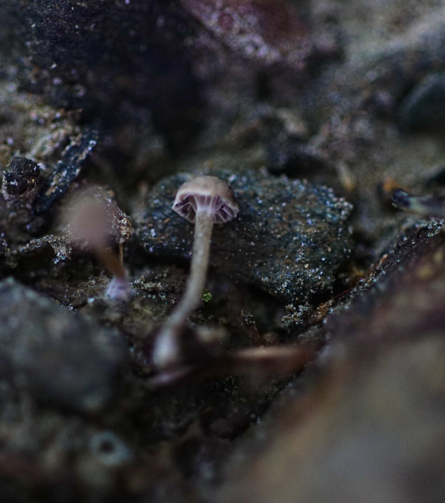 Hodophilus in August 2023 by Mycelial_maiden · iNaturalist