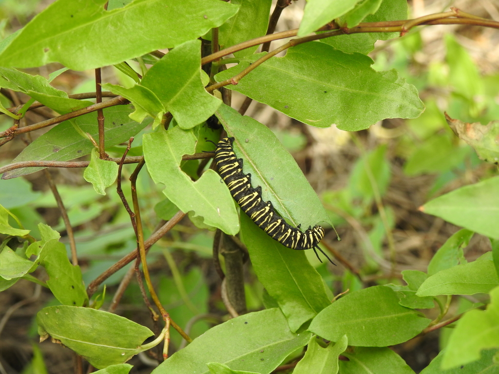 Southern Monarch from Santa Fe de la Vera Cruz, Santa Fe, Argentina on ...