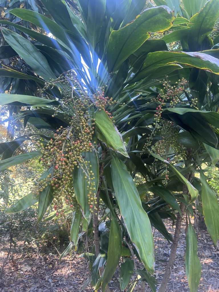 cabbage trees and allies from Kershaw Gardens, Park Avenue, QLD, AU on ...