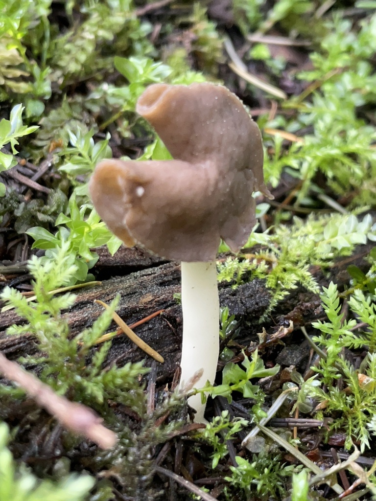 Helvella compressa from I-90 W, Issaquah, WA, US on May 13, 2022 at 03: ...